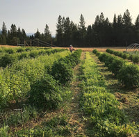 Our Farms – Lucky Elk