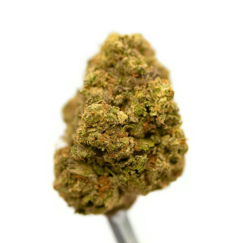 Orange Push Pop THCa – Lucky Elk