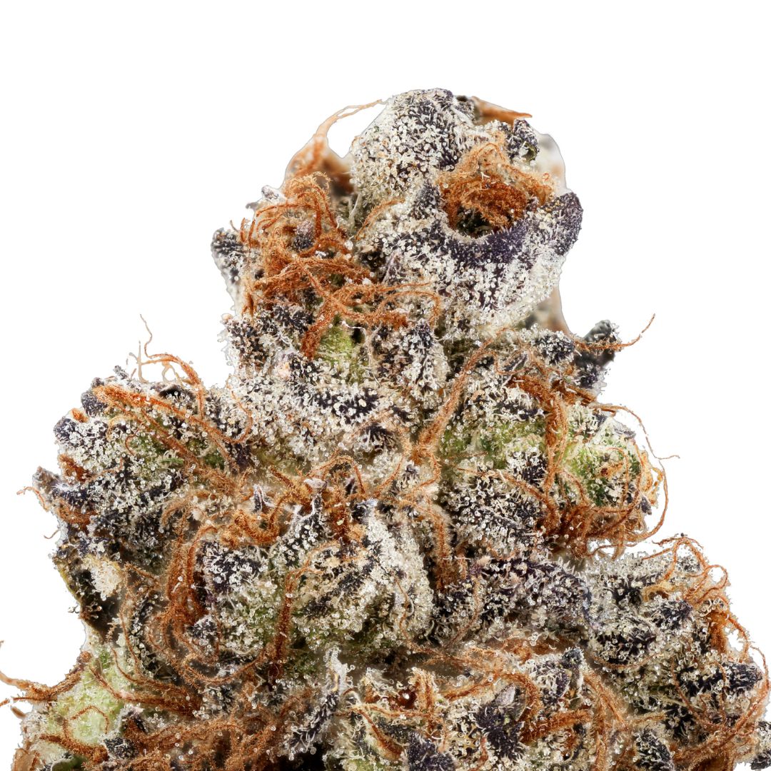 Sour Tropicana Sherbet THCa – Lucky Elk